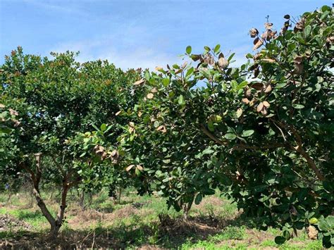 ប្រធានសមាគមស្វាយចន្ទីកម្ពុជា៖ ការកាប់ដើមស្វាយចន្ទីចោល ១០ម៉ឺនហិកតារបស់កសិករឆ្នាំនេះ