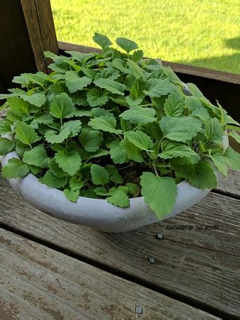 Growing And Using Catnip For Tea For You Not The Cats Feathers In The Woods