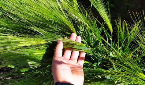 ویژگی‌ها، اهمیت، زمان و نحوه مصرف کود آمینو اسید