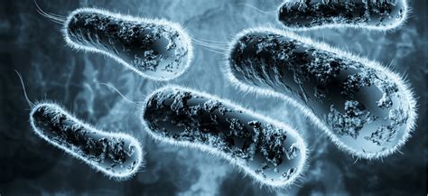 Endotoxin Detection And Removal System