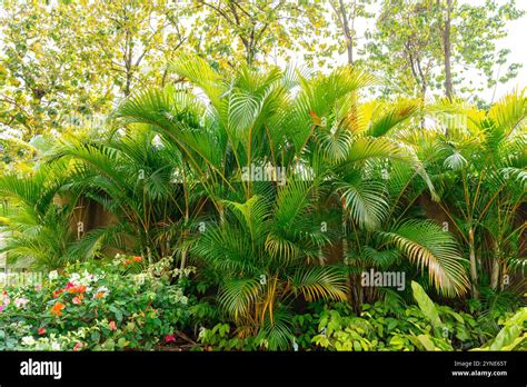 Areca Palm Trees Tropical Gardens With Luxuriant Dypsis Lutescens Or