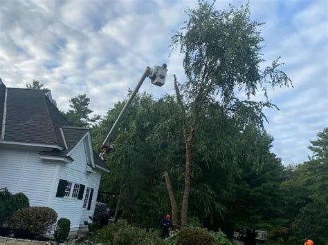 Tree Pruning LUCA TREE SERVICE LANDSCAPING INC