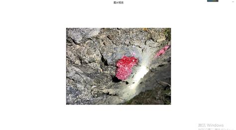 从不受欢迎的生物舞毒蛾说起外来物种入侵带来的危害 哔哩哔哩