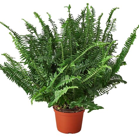 Jesters Crown Fern Live Plant For Indoor Different Houseplants In 4 And 6 Pot Real House