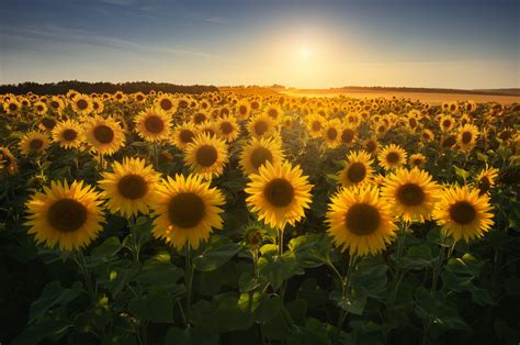 Lets Learn About Sunflowers 🌻 Price Chopper Market 32