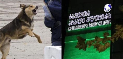 როგორია ძაღლის მიერ 12 წლის დაგლეჯილი ბავშვის მდგომარეობა