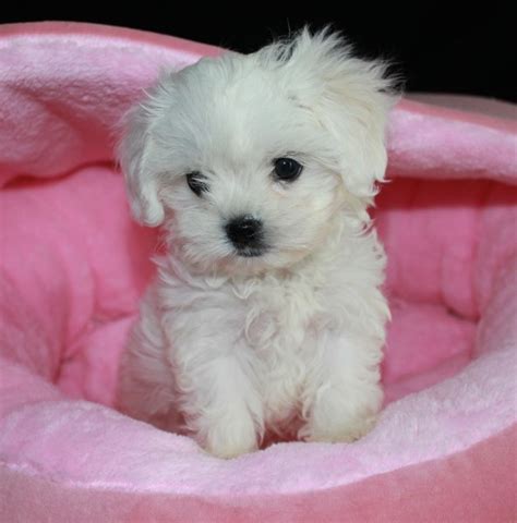 Mini Maltezak Maltezsky Psík Krásne šteniatka Dnes Na Extrabazar Sk Za 100eur