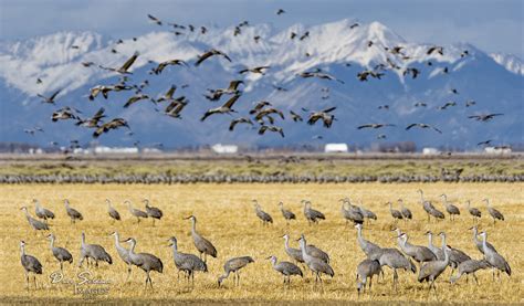Sandhill Cranes In Monte Vista Colorado Sandhill Cranes In Flickr
