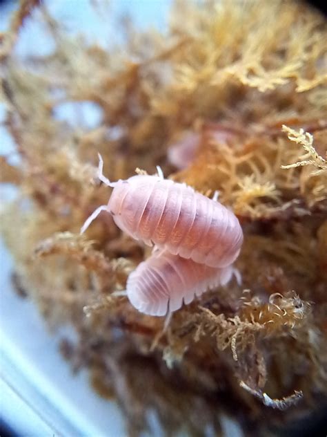 10 Count Cubaris Murina Papaya Isopod By Red Queen Exotics Llc Morphmarket