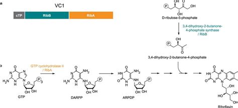 Canonical Function Of The Bifunctional Enzyme 3 4 Dihydroxy 2 Butanone Download Scientific