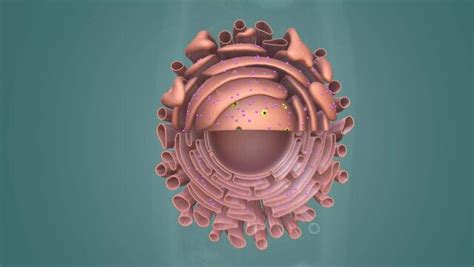 Thylakoid Bilder Bläddra Bland 264 Stockfoton Vektorer Och Videor