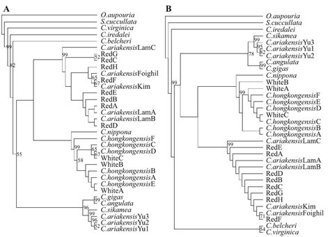 Phylogenetic Trees Based On Neighbor Joining A And