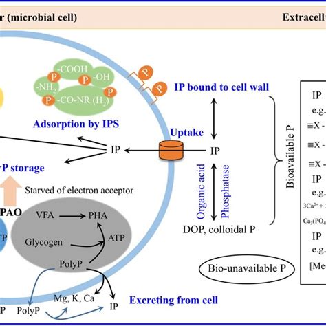 Phosphorus Cycle In Nature With Human Interference P Phosphorus Download Scientific Diagram