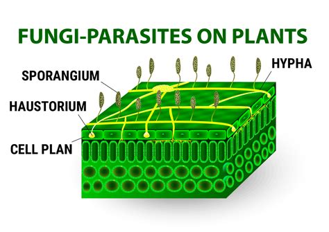 Pythium The Hidden Terror For Cannabis Plants Rqs Blog