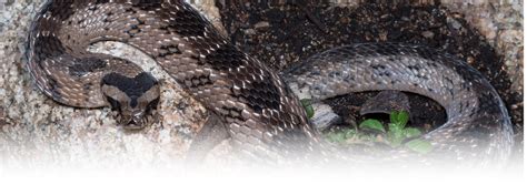 Snouted Night Adder African Reptiles And Venom