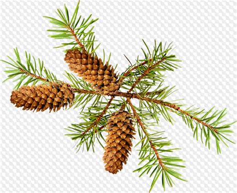 Картинка ветка сосны с шишкой на прозрачном фоне