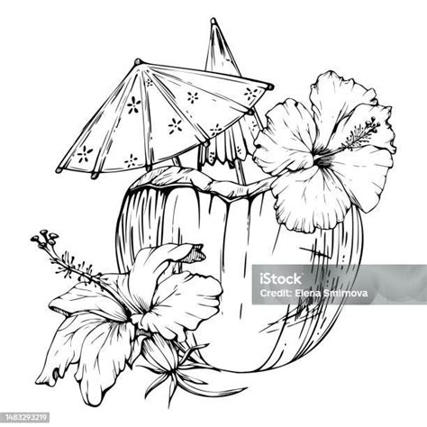 손으로 그린 벡터 잉크 구성 종이 우산 히비스커스 꽃과 코코넛 칵테일 흰색 배경에 격리 디자인 벽 예술 결혼식 인쇄 직물 표지 카드 관광 여행 책자 개체 그룹에 대한 스톡