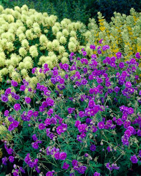 Geranium Himalayense Plenum Bare Roots — Buy Double Flowered