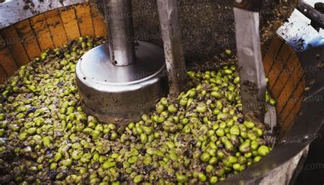 Olive Oil Processing Guance Machinery