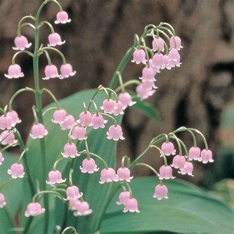 Lily Of The Valley Pink 3 Flowering Size Pips Flower Aesthetic