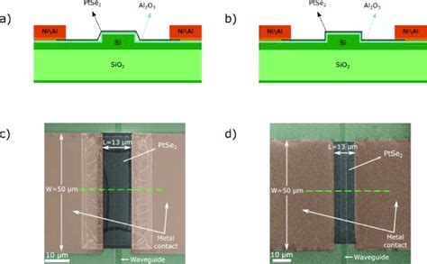 Schematic Cross Sections And False Color Sem Micrographs Of Transferred