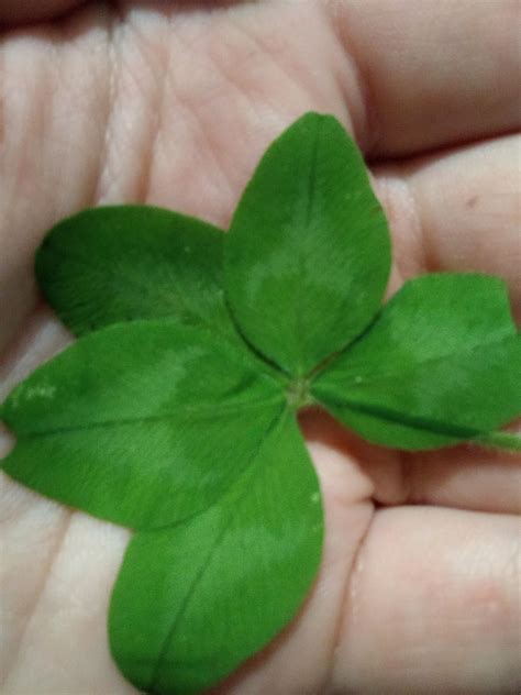 I Found A 5 Leafed Clover R Mildlyinteresting