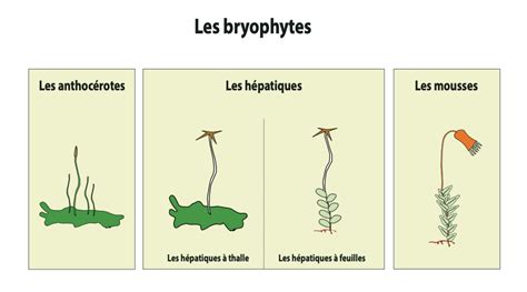 Les Bryophytes Observatoire De La Biodiversité Des Forêts
