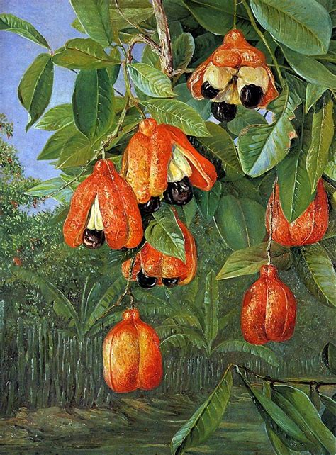 Jamaican National Fruit Ackee On A Tree Jamaican National Fruit