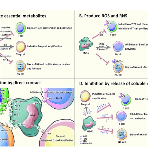 Immune Regulatory Functions Of Mdscs On Adaptive Immune Immune Download Scientific Diagram