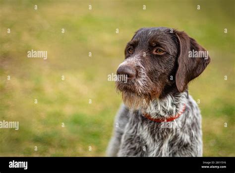 German Wirehaired Pointer Hunting