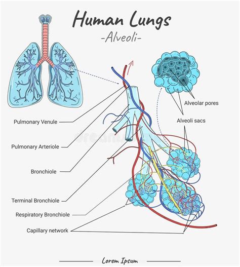 Human Respiratory System Diagram Alveoli