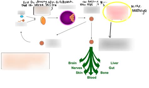 Stem Cells Diagram Quizlet