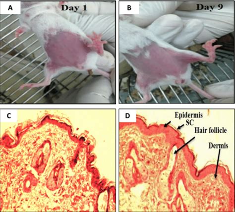 Visual Inspection On The Balb C Mice On A Day 1 And B Day 9 C Download Scientific