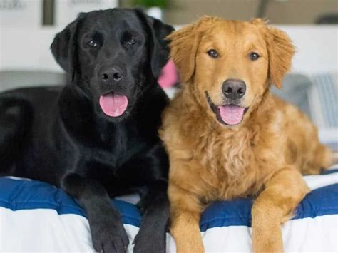 Pomeriaan Golden Retriever Mix