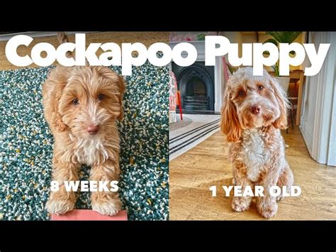 Toy Cockapoo Full Grown