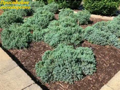 Як правильно садити декоративні кущі Присадибне господарство