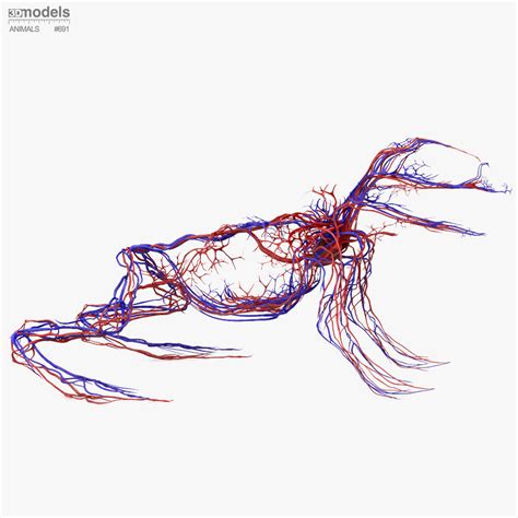 Frog Circulatory System 3d Model Download Amphibians On