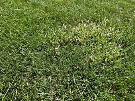 Clumpy Thick Grass Type R Lawncare