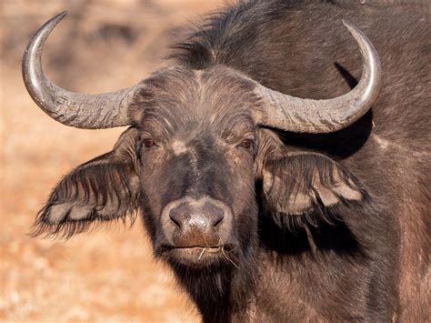 1000 Free Buffalo And Bison Images Pixabay