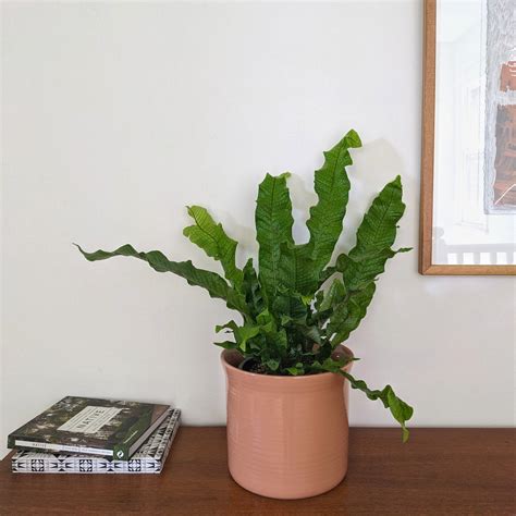 Microsorum Musifolium Crocodylus Fern 20cm Pot Plantsmith Indoor