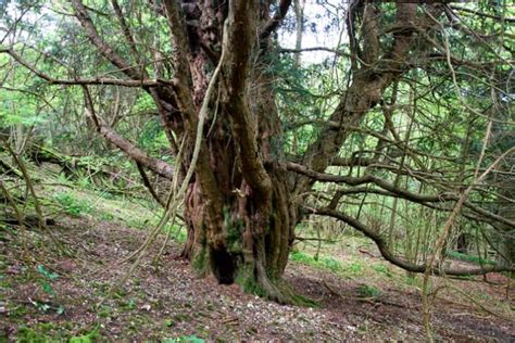 Compton Hangers Old Idsworth Ancient Yew Group