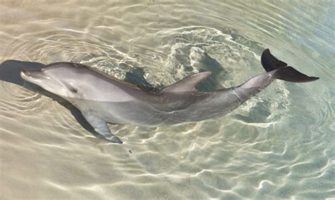 ΜΥΚΗΤΕΣ ΣΤΑ ΝΥΧΙΑ ΤΩΝ ΠΟΔΙΩΝ Iatropedia