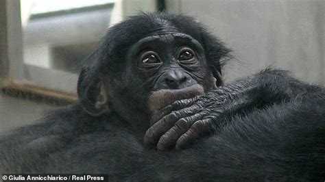 Bisexual Female Bonobos Make Eye Contact During Sex To Form Bonds