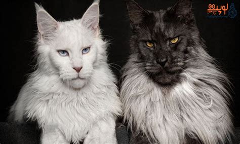 10 تا از برترین نژاد گربه ها لوپت