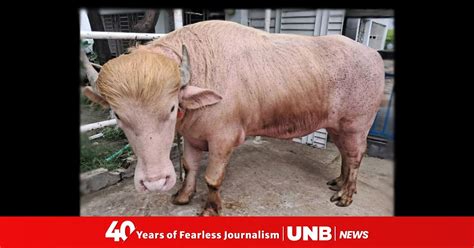 Pink Buffalo ‘donald Trump Grabs Attention In Narayanganj Ahead Of Eid