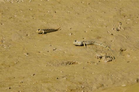 Fiddler Crab And Mudskipper Stock Image Image Of Shuttles Mudflat 317042477