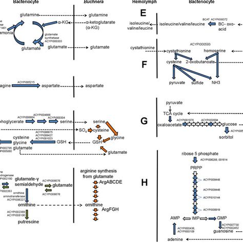 Reactions And Transport Of Metabolites Across The Aphid Buchnera