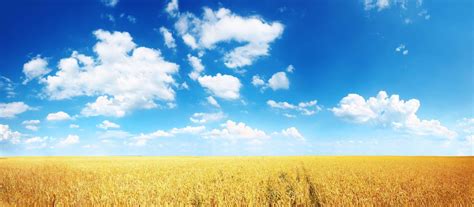 Corn Field Wallpapers Top Free Corn Field Backgrounds Wallpaperaccess