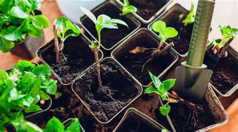 A Guide To Propagating Plants Using Stem Cuttings