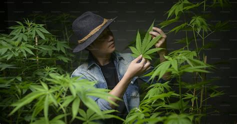 농부는 대마초 잎을 들고 합법화 된 농장에서 확인하고 보여주고 있습니다 사진 Unsplash의 성장 이미지